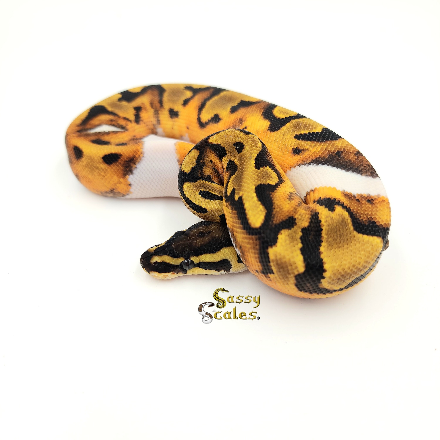 Pied Ball Python by Sassy Scales - MorphMarket