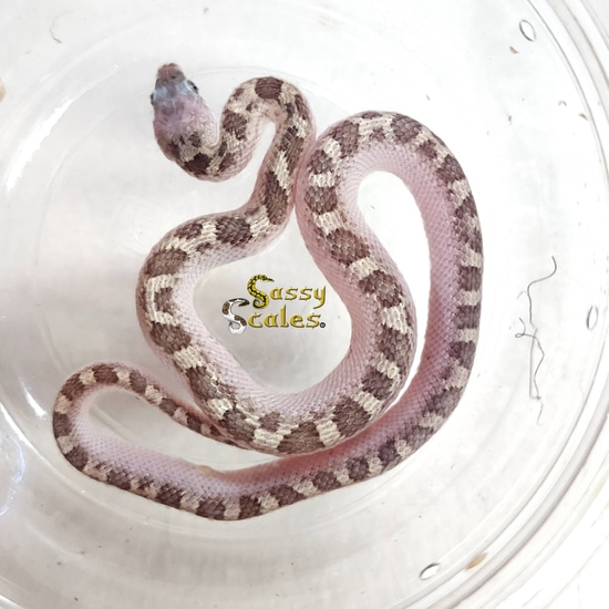 Whitesided Black Western Rat Snake by Sassy Scales