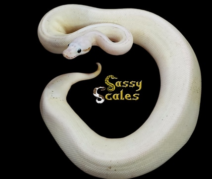 Highway Ball Python by Sassy Scales - MorphMarket