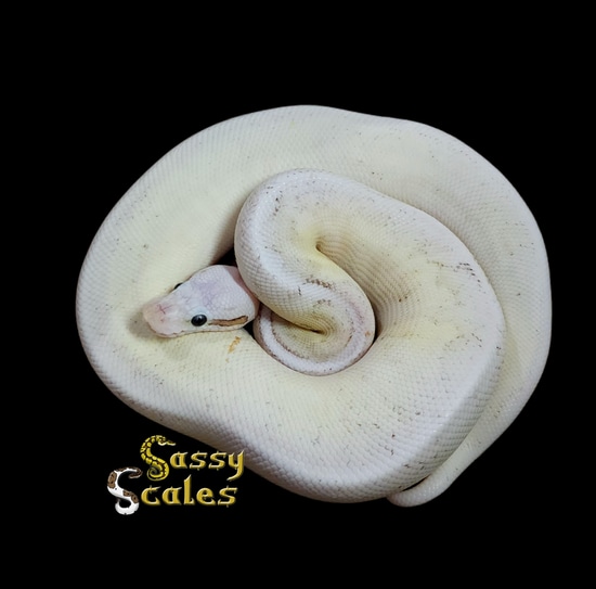 Black Pewter Vanilla Fire Ball Python by Sassy Scales