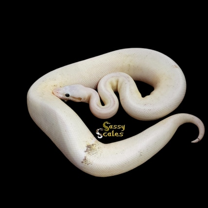 Highway Ball Python by Sassy Scales - MorphMarket