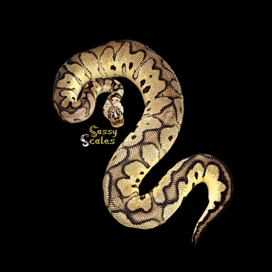 Pastel Clown Ball Python by Sassy Scales