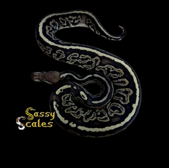 Onyx 100% Het Albino Ball Python by Sassy Scales