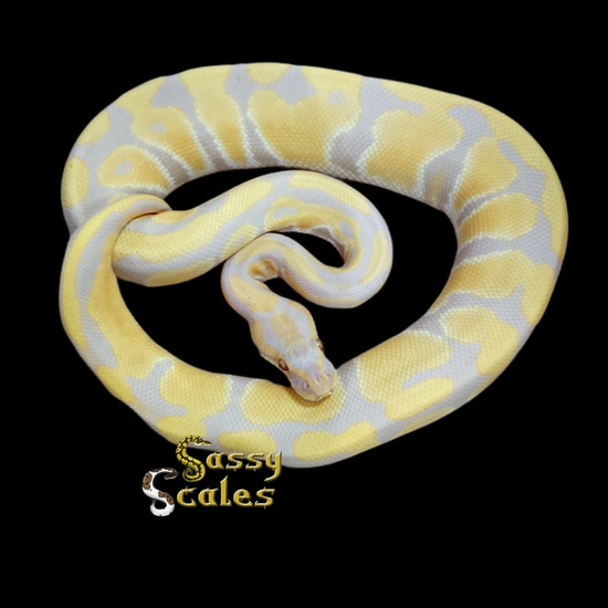Candino Poss Candy Ball Python by Sassy Scales