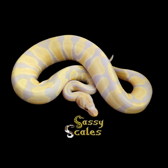 Candino Pos Candy Ball Python by Sassy Scales