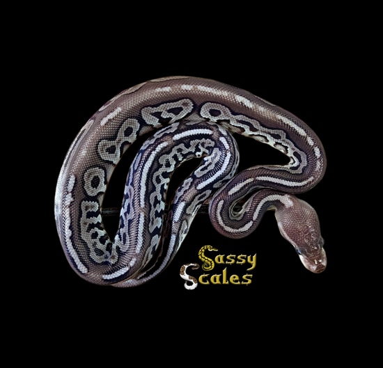 Gargoyle Pastel Ball Python by Sassy Scales