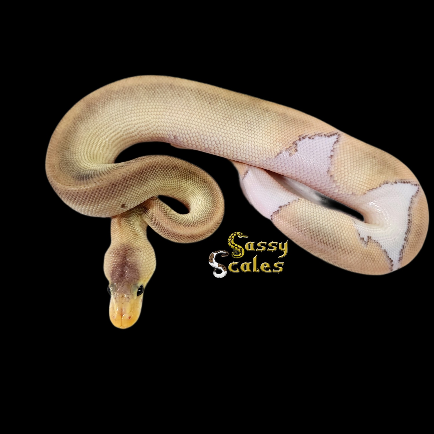 Champagne Gargoyle Ball Python by Sassy Scales - MorphMarket