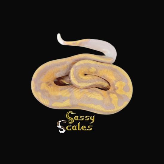 Banana Pied Ball Python by Sassy Scales