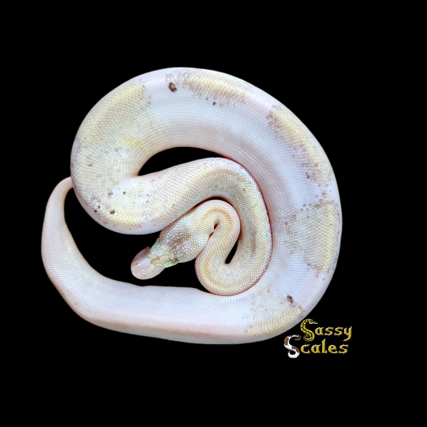 Champagne Pastel Gargoyle Ball Python by Sassy Scales - MorphMarket