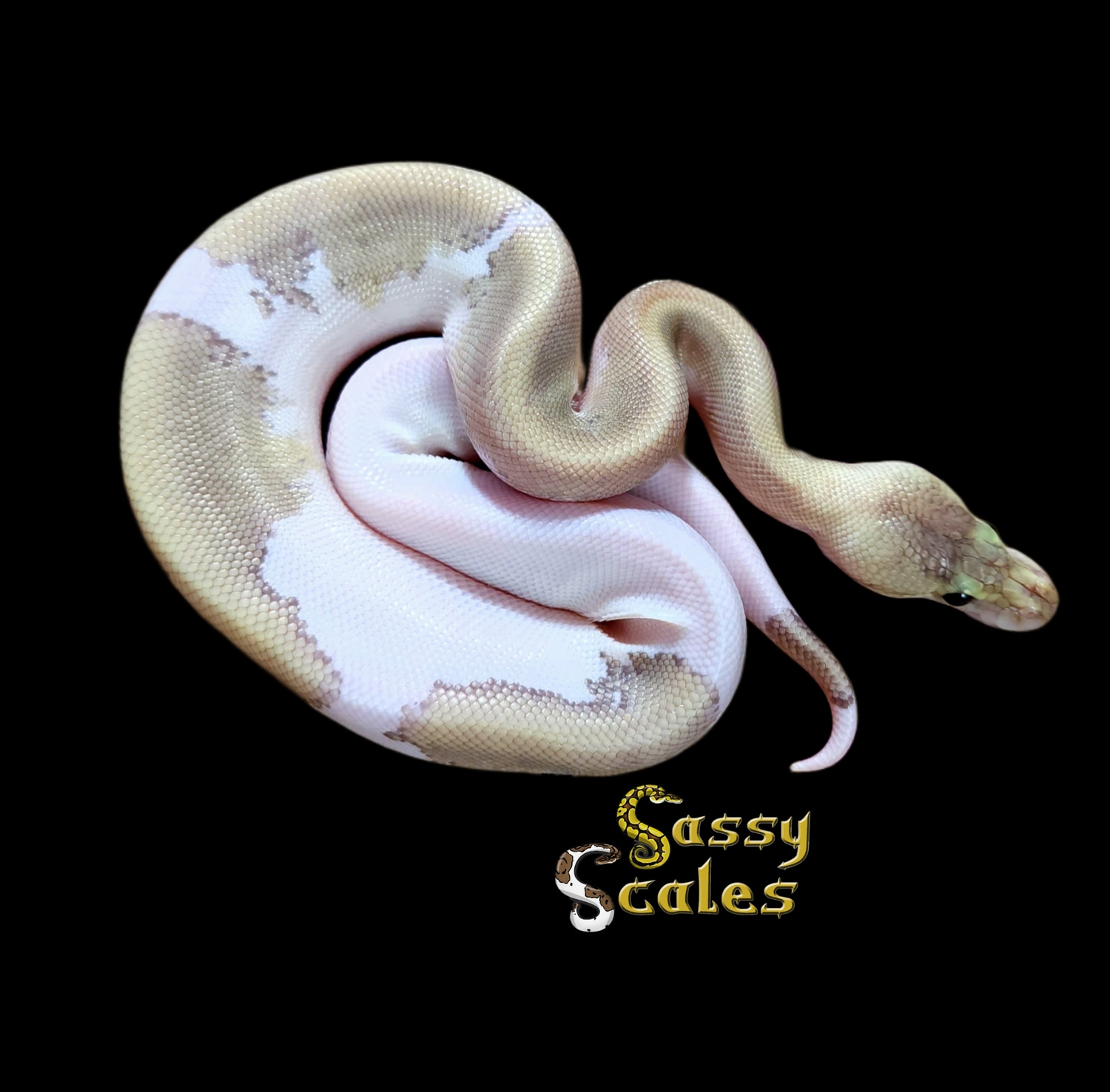 Champagne Gargoyle Ball Python by Sassy Scales - MorphMarket