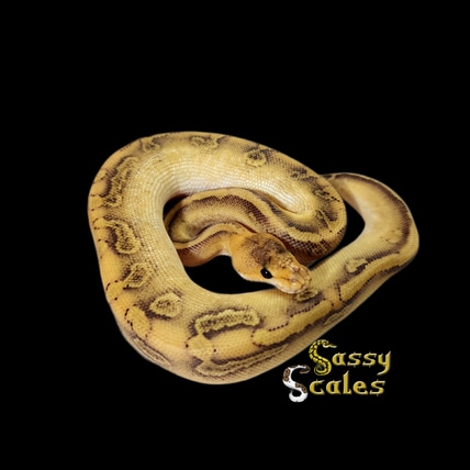 Highway Ball Python by Sassy Scales - MorphMarket