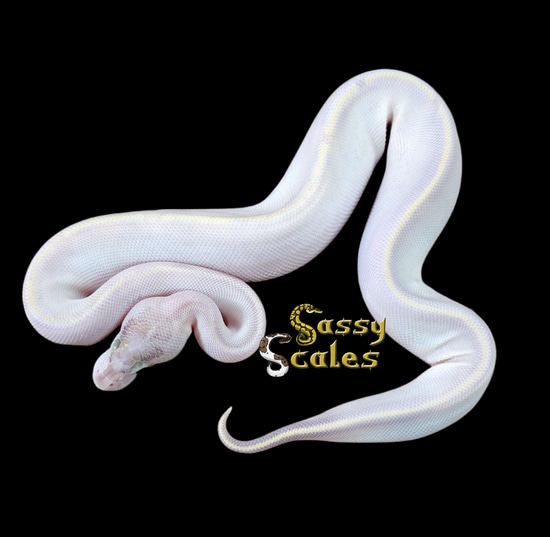 Ivory Ball Python by Sassy Scales