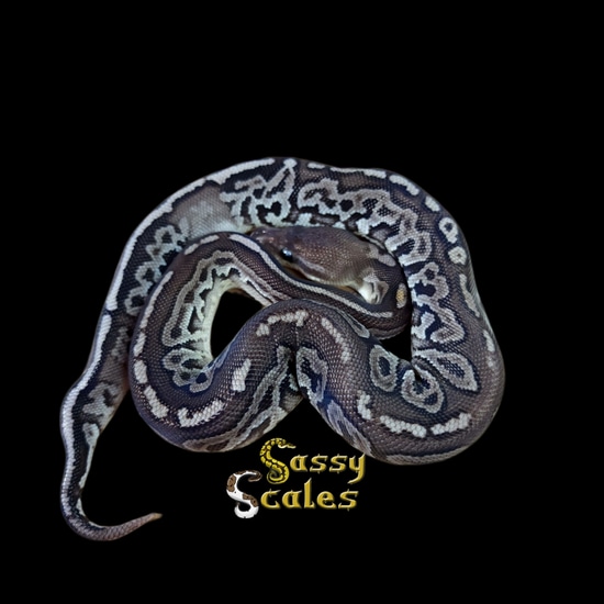 Gargoyle Ball Python by Sassy Scales