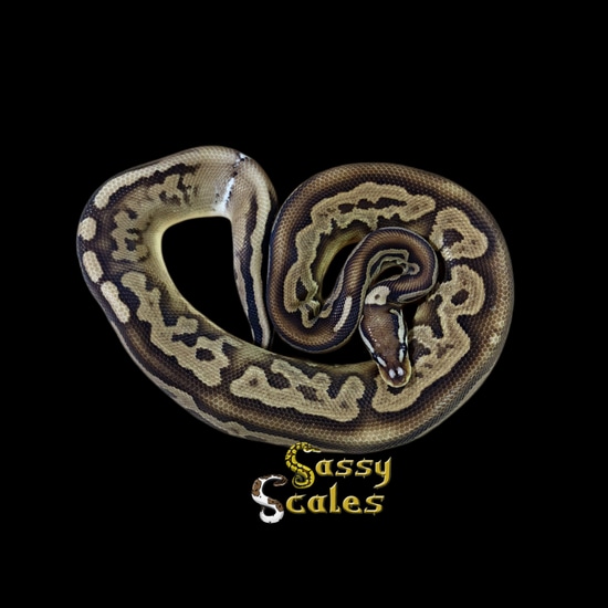 Red Axanthic Mojave Ball Python by Sassy Scales