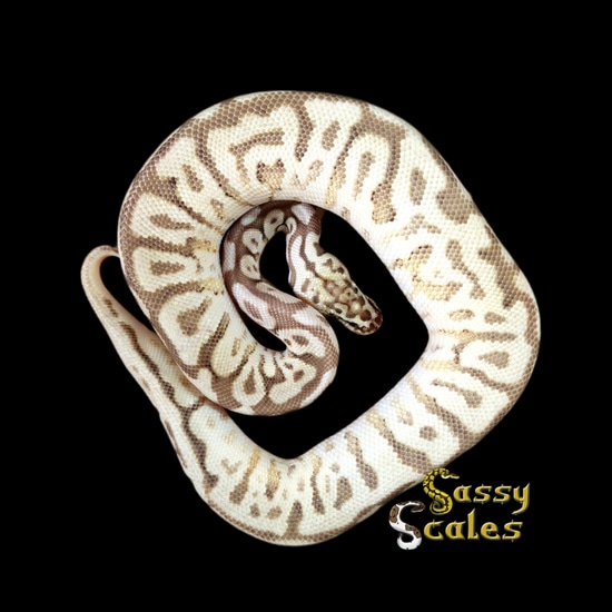 Lesser Leopard Spider Pastel 100% Het Clown Ball Python by Sassy Scales
