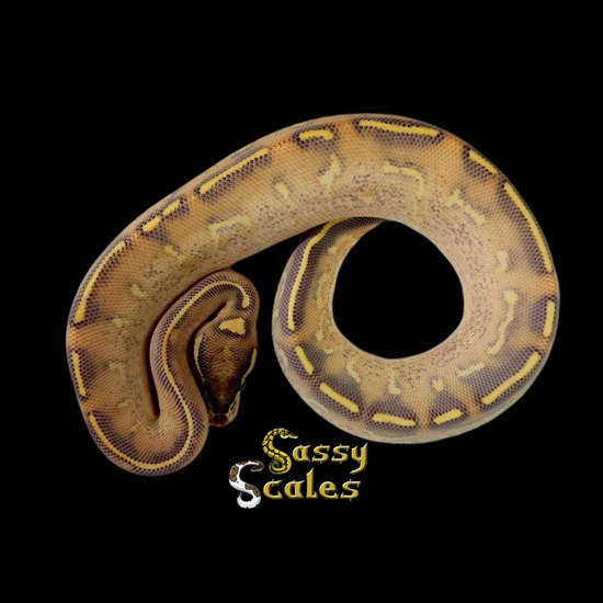 Freeway Ball Python by Sassy Scales