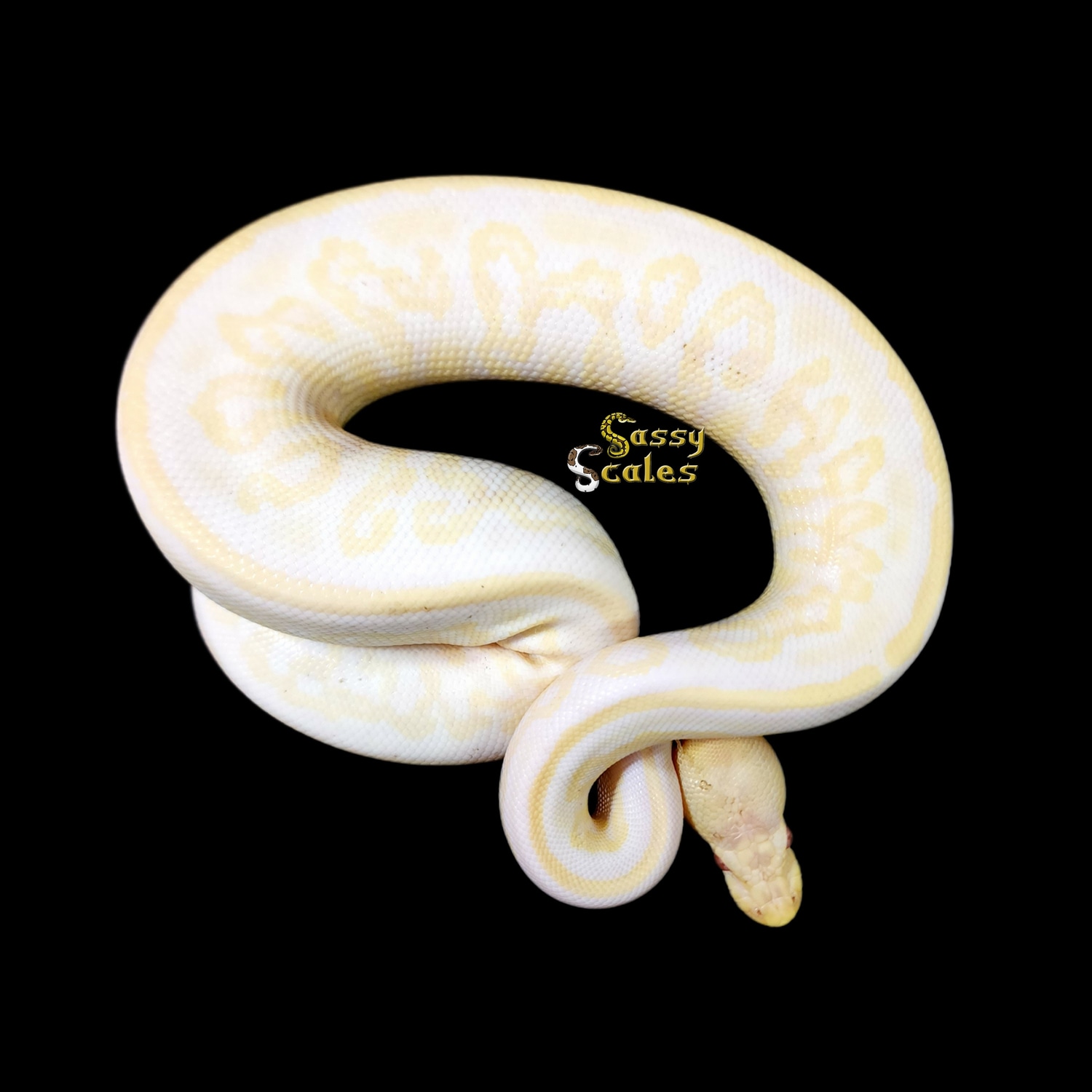 Albino Onyx Ball Python by Sassy Scales - MorphMarket