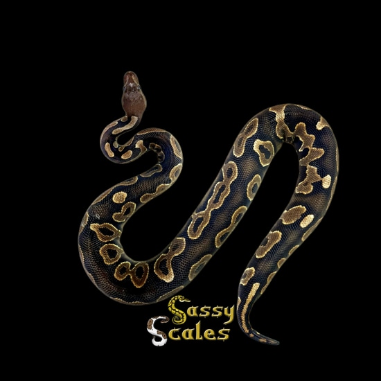 Scaleless Head YB Cinnamon Ball Python by Sassy Scales