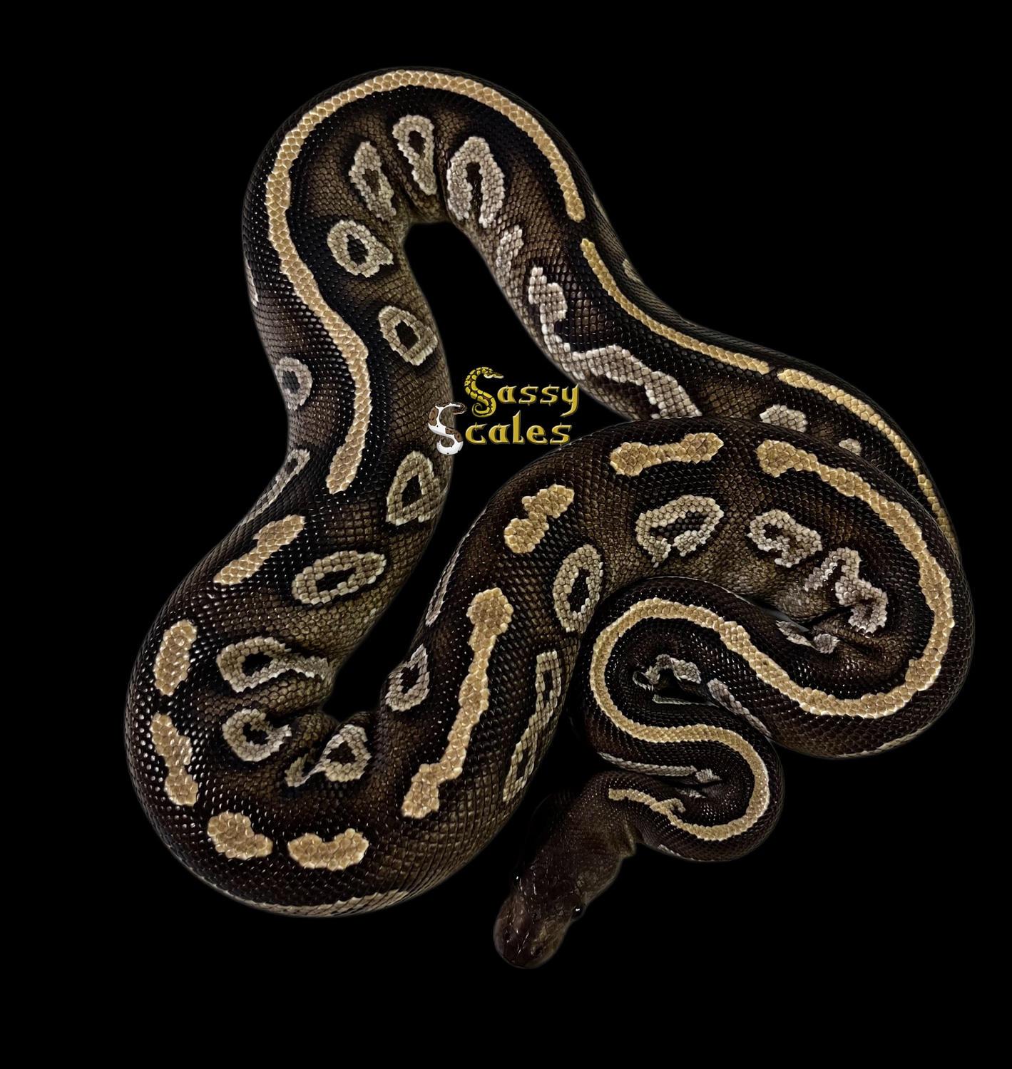Black Head Mahogany Mojave Ball Python by Sassy Scales - MorphMarket