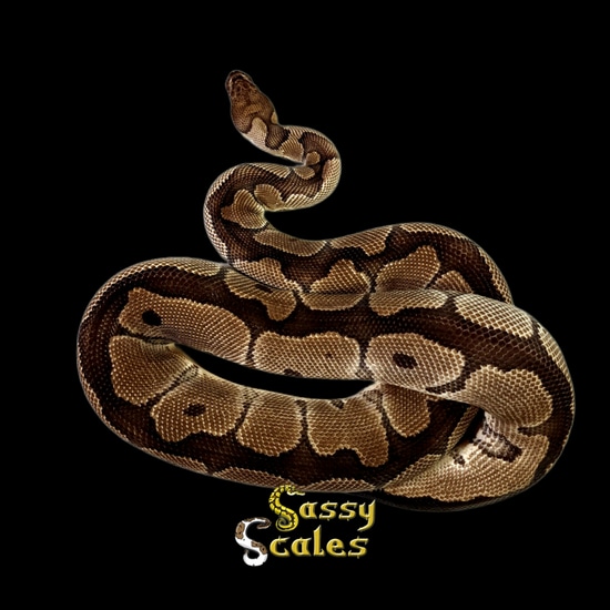 Clown Ready To Breed Ball Python by Sassy Scales