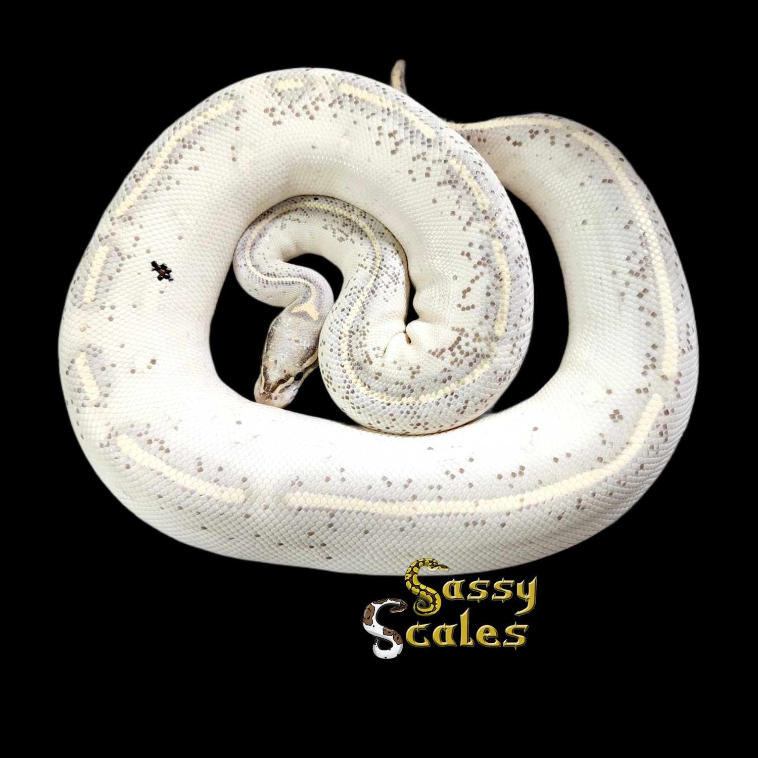 Highway Ball Python by Sassy Scales - MorphMarket