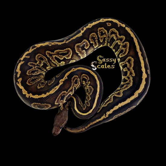 Onyx Het Albino Ball Python by Sassy Scales