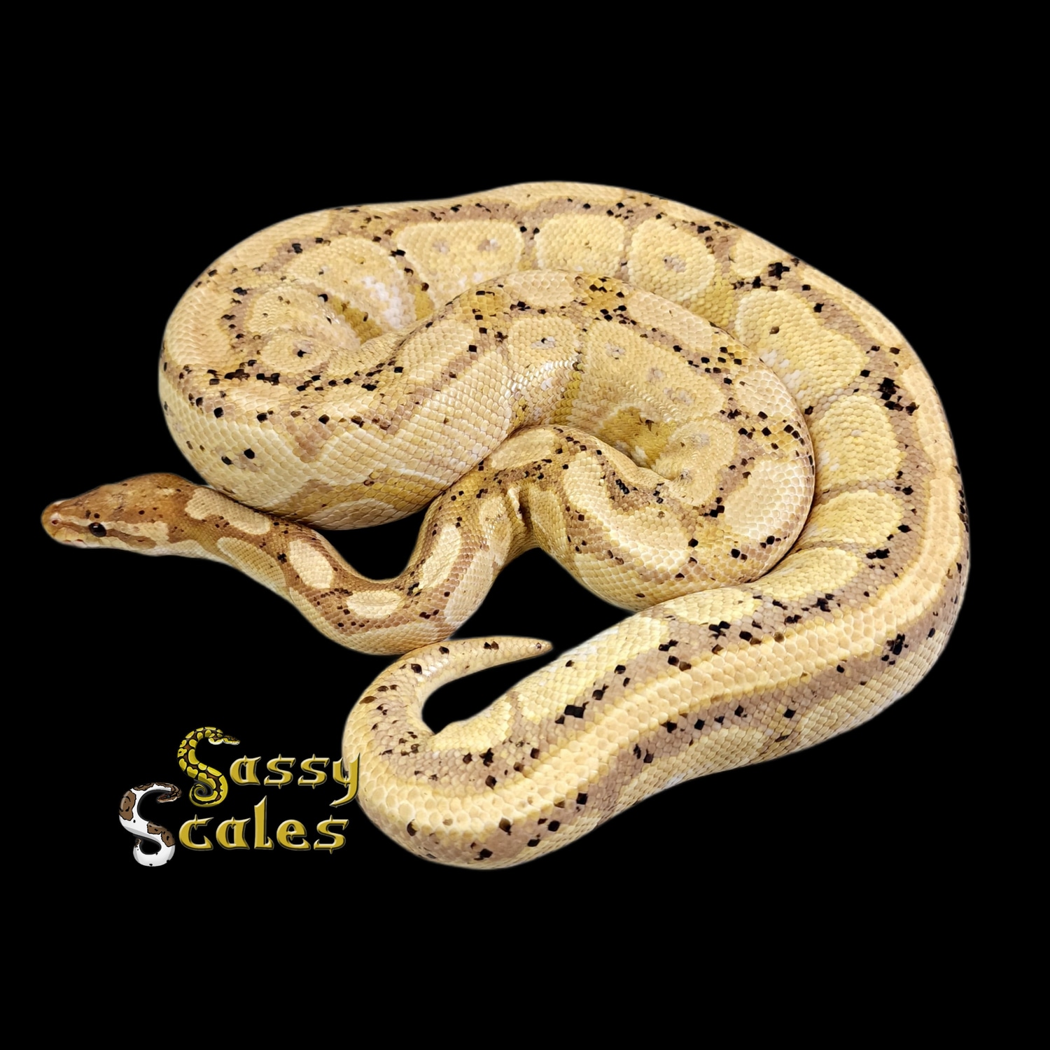 Banana Ready To Breed Ball Python by Sassy Scales - MorphMarket