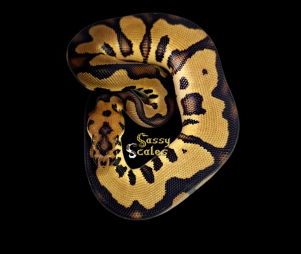 Freeway (FREE SHIPPING) Ball Python by Sassy Scales - MorphMarket