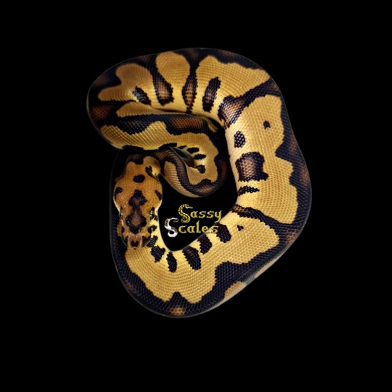 Batman Ball Python by Sassy Scales