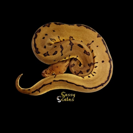 Highway Ball Python by Sassy Scales - MorphMarket