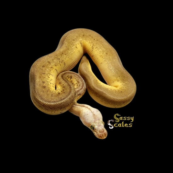 Pastel Pinstripe Batman Ball Python by Sassy Scales
