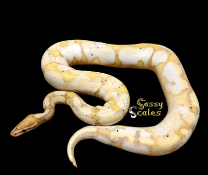 Freeway (FREE SHIPPING) Ball Python by Sassy Scales - MorphMarket
