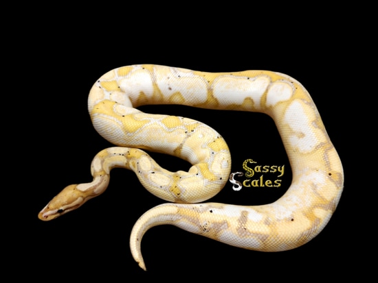 Banana Sugar Ball Python by Sassy Scales
