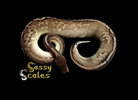 Gargoyle Pastel Ball Python by Sassy Scales