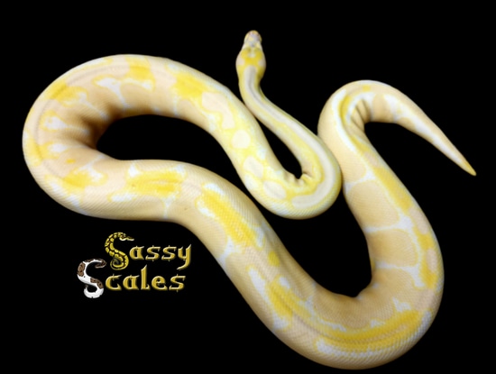 Albino Scaleless Head (FREE SHIPPING) Ball Python by Sassy Scales