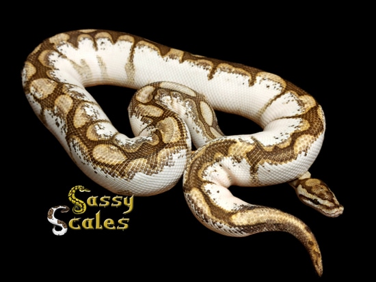 Sugar Lesser Spider Ball Python by Sassy Scales