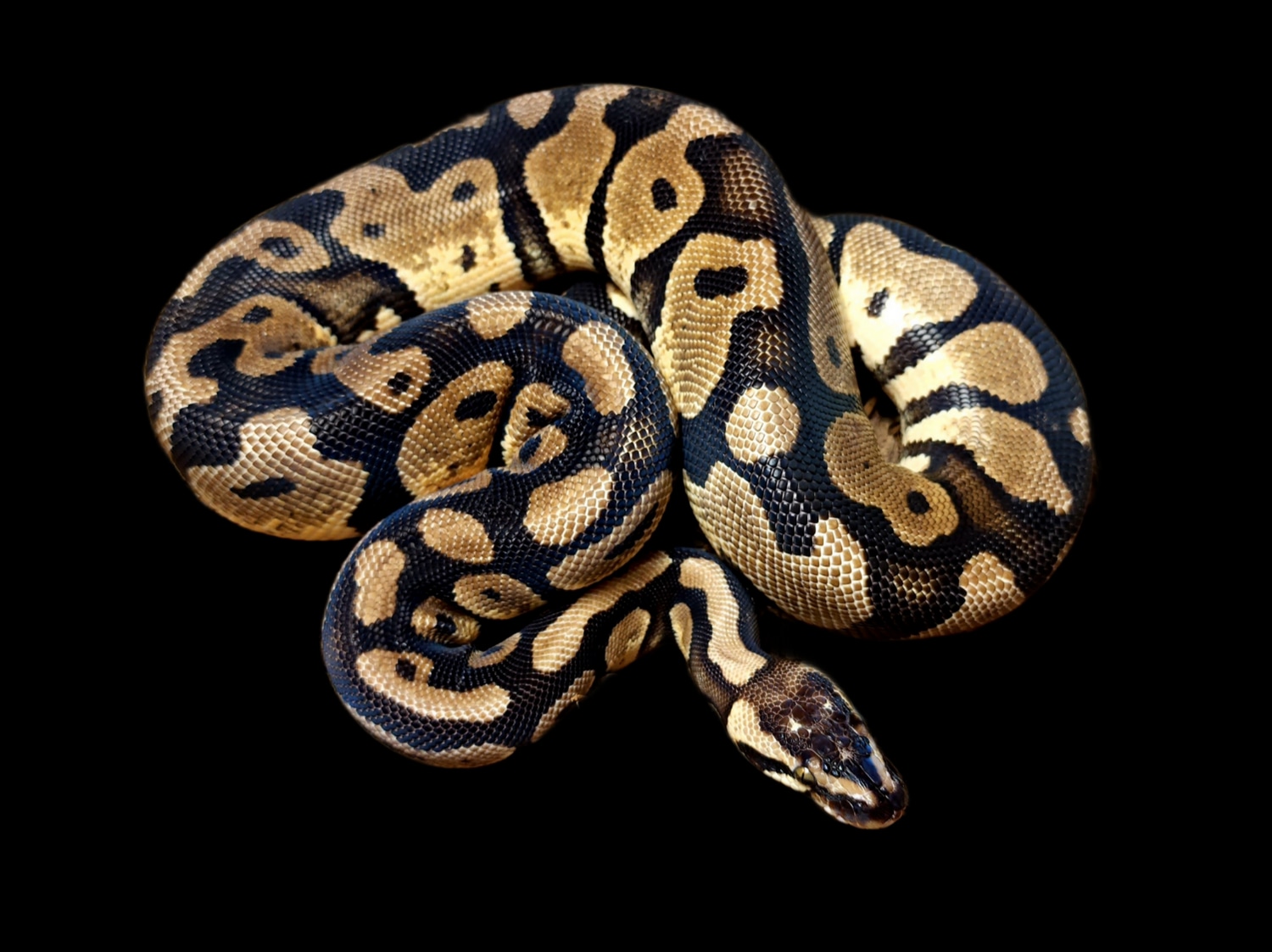 Pastel Scaleless Head Het Albino Ball Python by Sassy Scales - MorphMarket