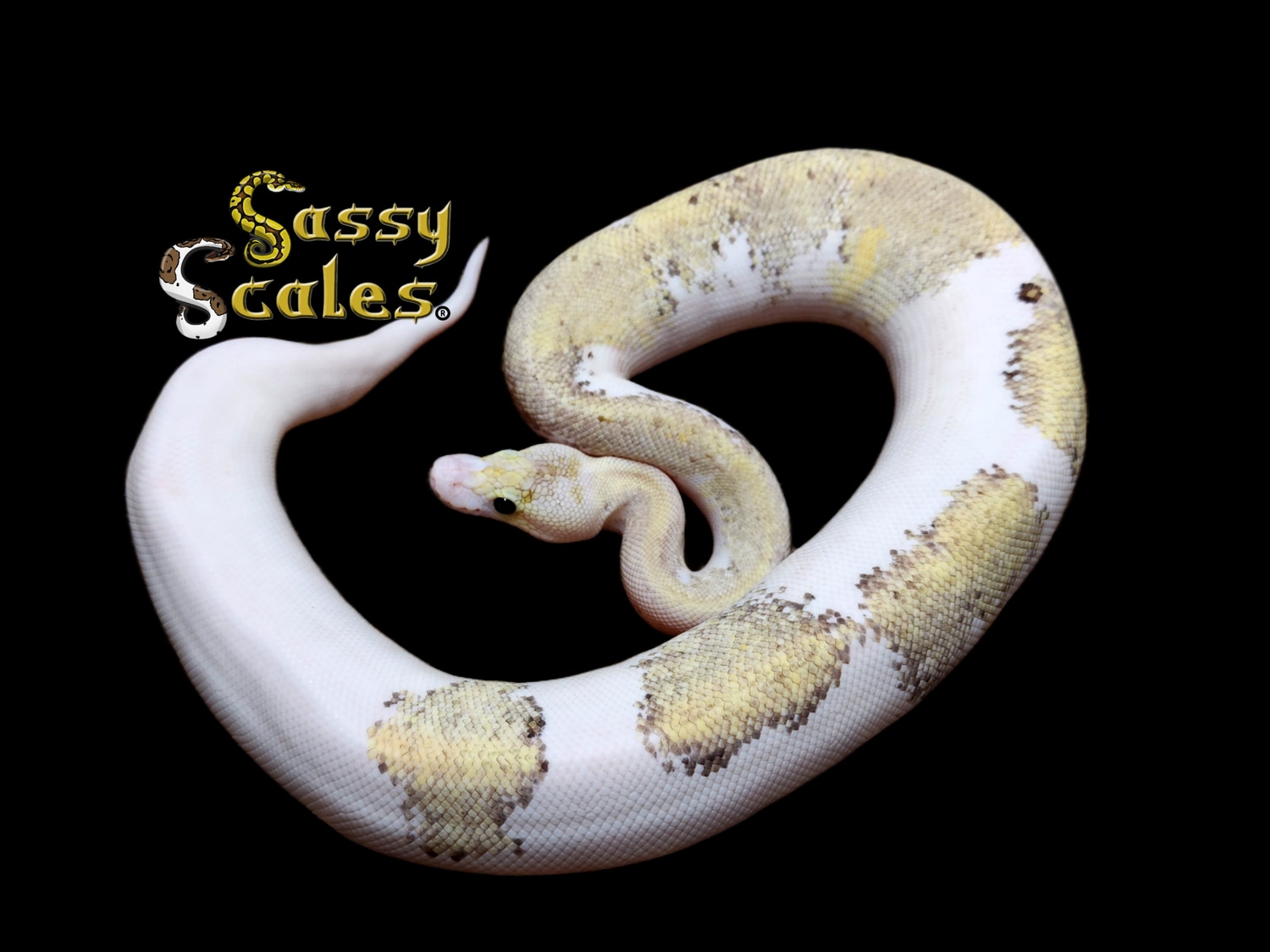 Champagne Pastel Gargoyle Ball Python by Sassy Scales - MorphMarket