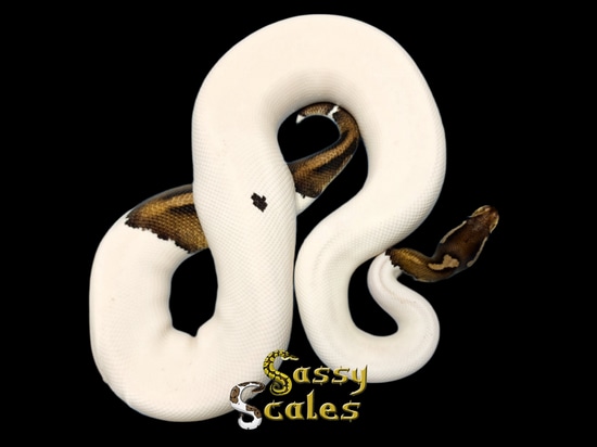 Black Pastel Pied Ball Python by Sassy Scales