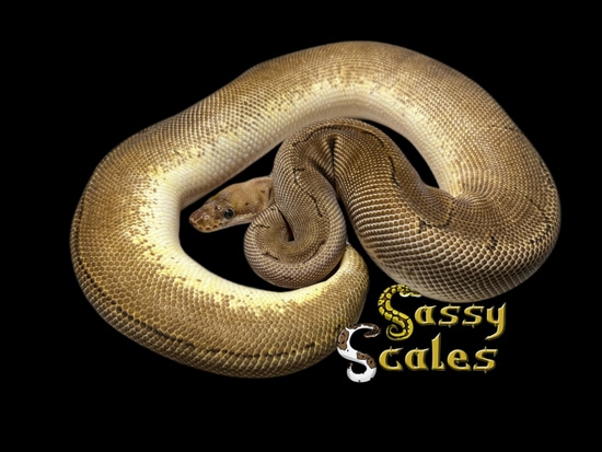 Leopard Spinner Clown Ball Python by Sassy Scales