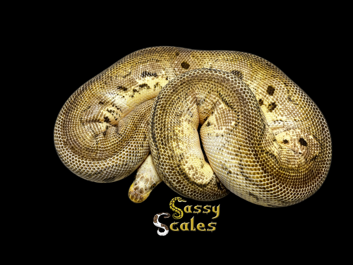 Pastel Clown 50% Het Hypo Ball Python by Sassy Scales - MorphMarket
