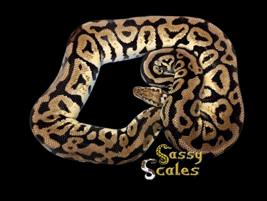 Pastel Spotnose 100% Het Clown PROVEN Ball Python by Sassy Scales