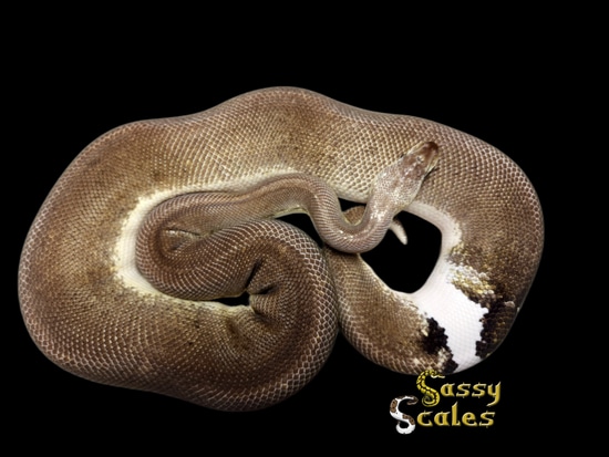 Leopard Black Pewter Pinstripe Pos Vanilla 50% Ph Clown Ball Python by ...