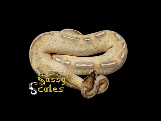 Highway Ball Python by Sassy Scales