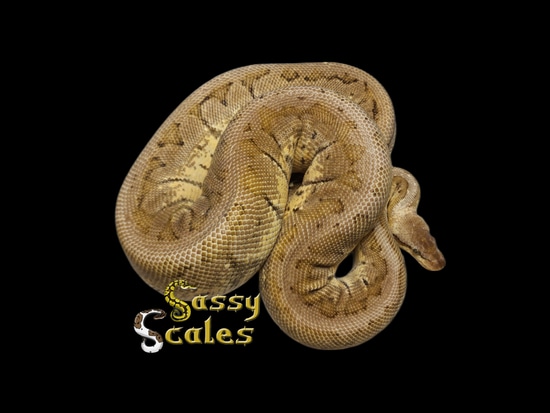 Lemon Blast 100% Het Clown PROVEN Ball Python by Sassy Scales