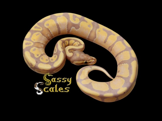Banana 100% Het Pied Ball Python by Sassy Scales