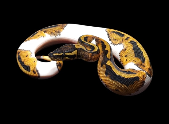 Pied Ph Candy/Albino Ball Python by Sassy Scales