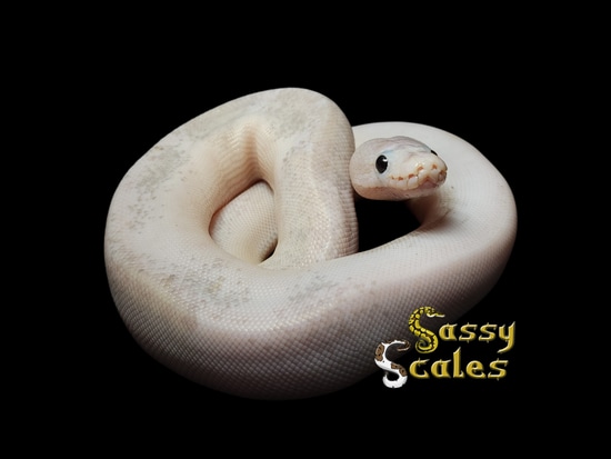Super Pastel Super Cinnamon Champagne Ball Python by Sassy Scales