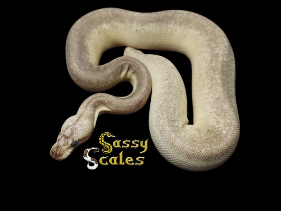 Vanilla/ Fire Black Pewter Leopard Pinstripe Het Clown Ball Python by ...