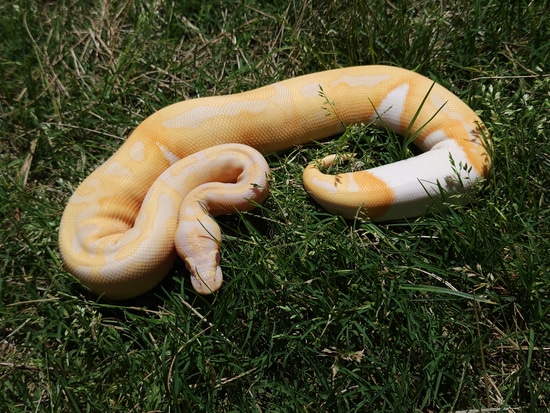 Candino Pied Ball Python by Sassy Scales